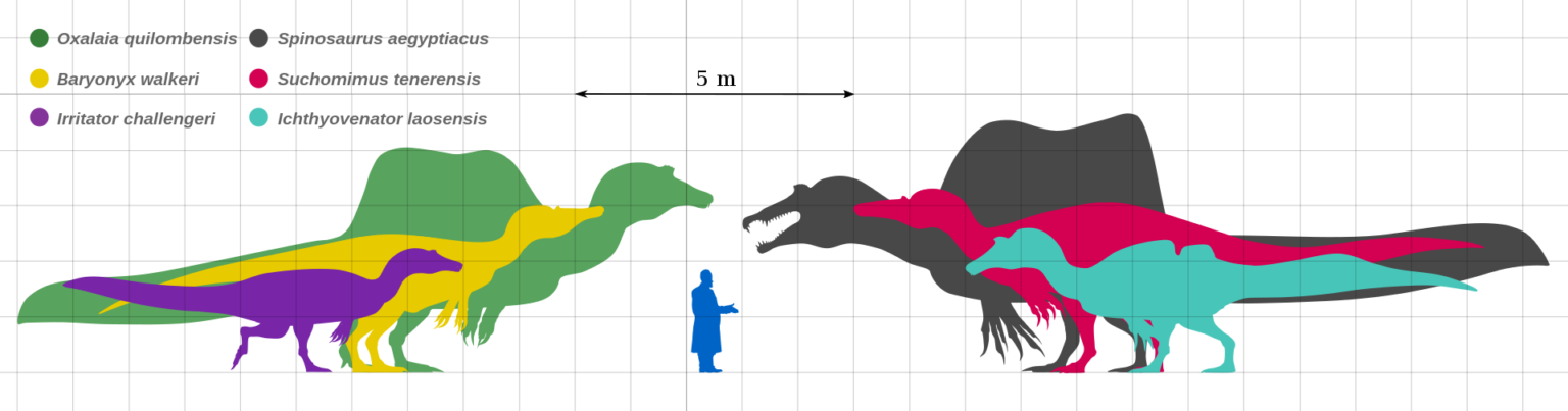 Spinosauridae_Size_Diagram_by_PaleoGeek_-_Version_2.svg — Cuaderno de ...
